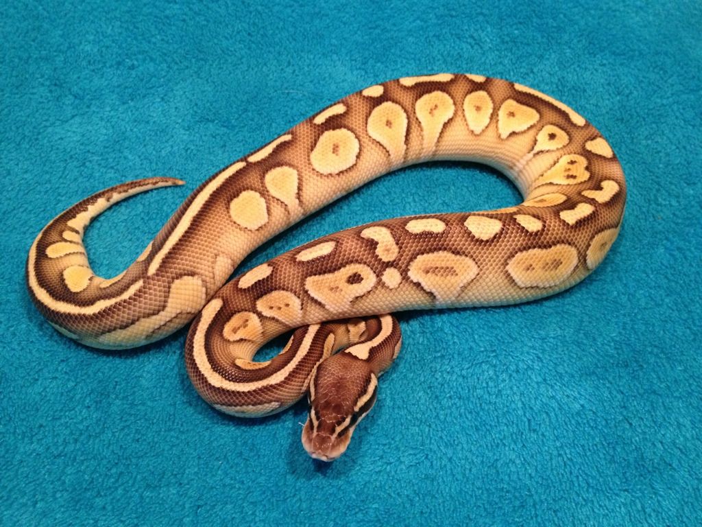 NE England - Royal Pythons - Pieds, Lesser Pastel, Pinstripe | Reptile Forums