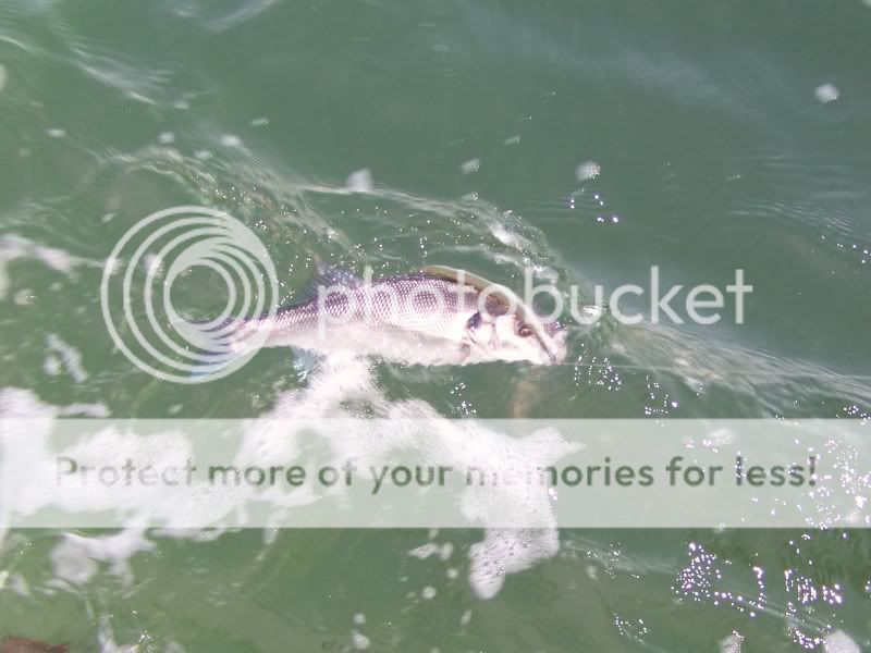 bass fishing in the menai straits | World Sea Fishing Forums