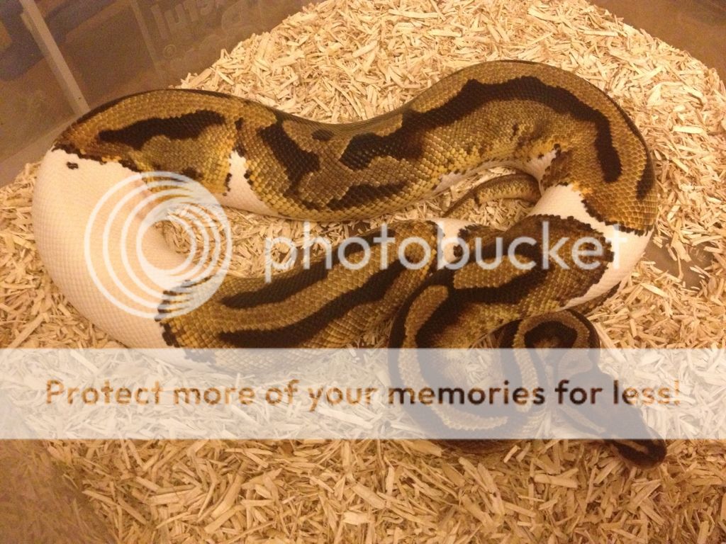 NE England - Royal Python Full Collection For Sale | Reptile Forums