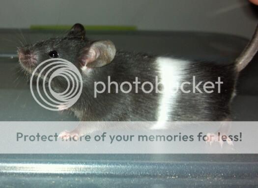 Post your pics of banded mice? | Pet Mice Forum